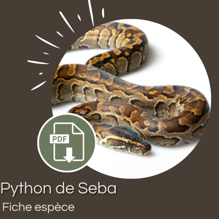 Pack : Python de Seba (Python sebae) - Zoo Campus